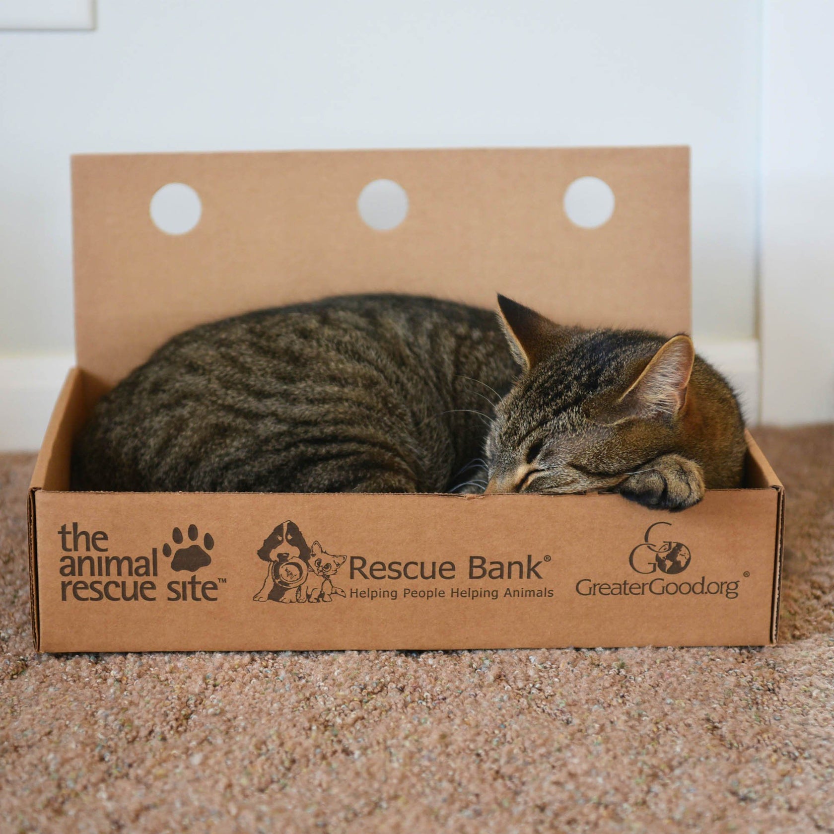 Training Packs To Help Cats & Kittens Get Adopted | GreaterGood