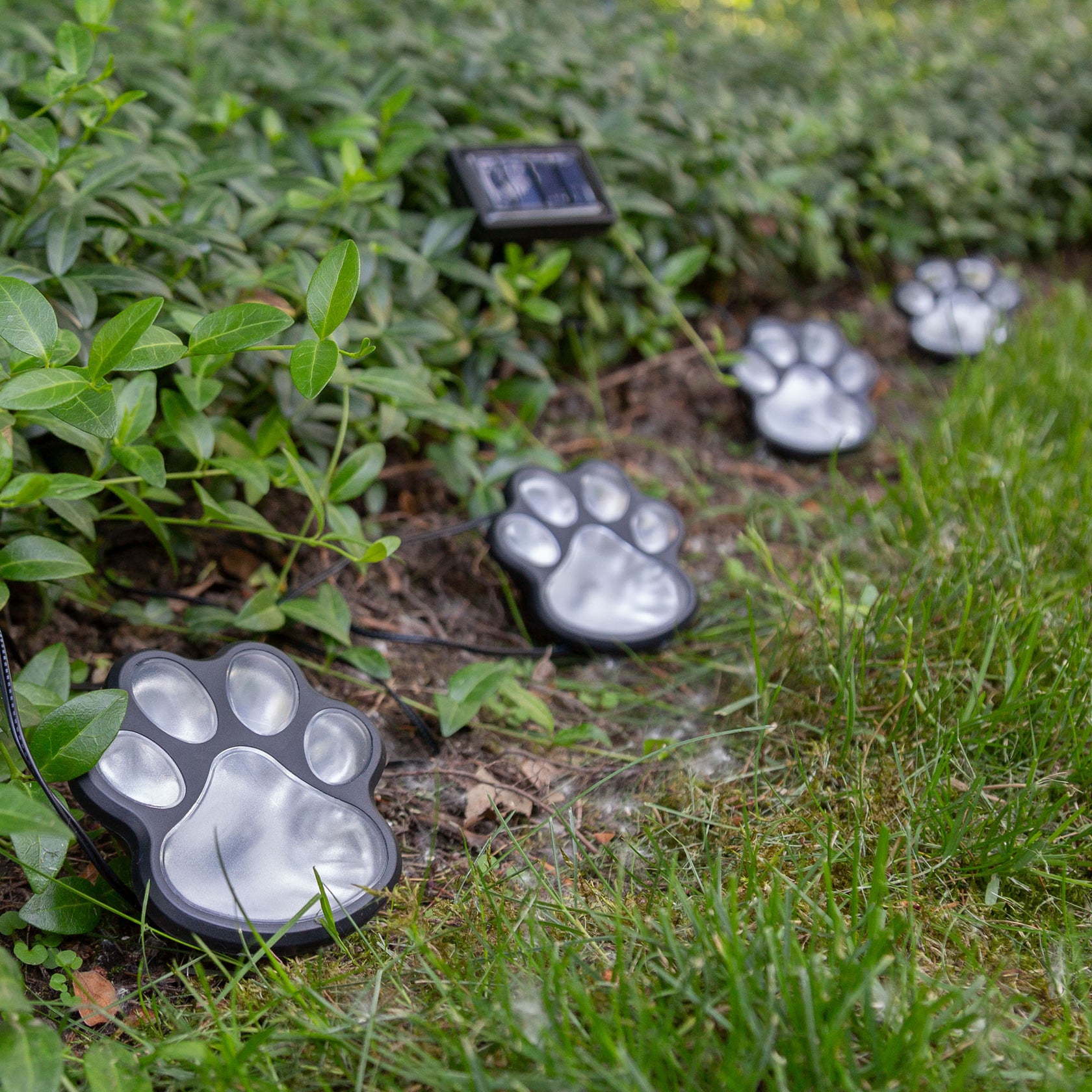 Paw Print Solar Ground Lights - Set of 4 | GreaterGood