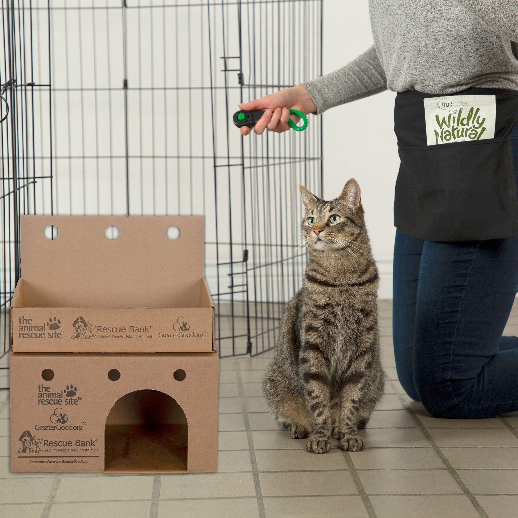 Training Packs To Help Cats & Kittens Get Adopted | GreaterGood
