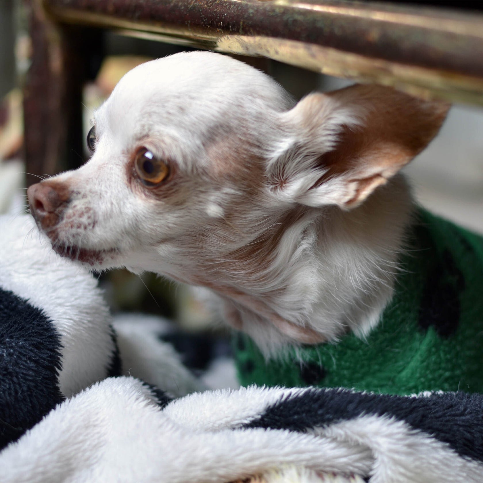 Send Support Packages To Senior Dogs | GreaterGood