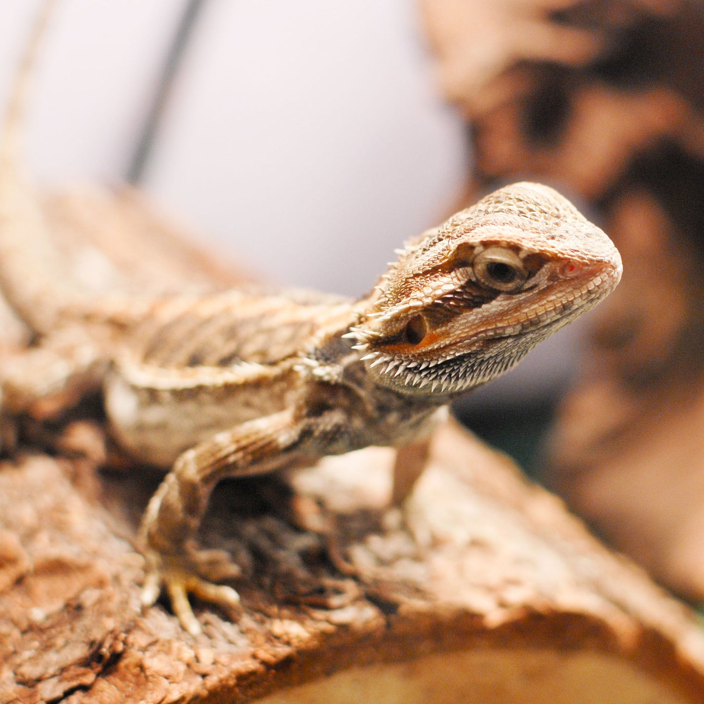 Send Supplies to Rescued Reptiles | GreaterGood
