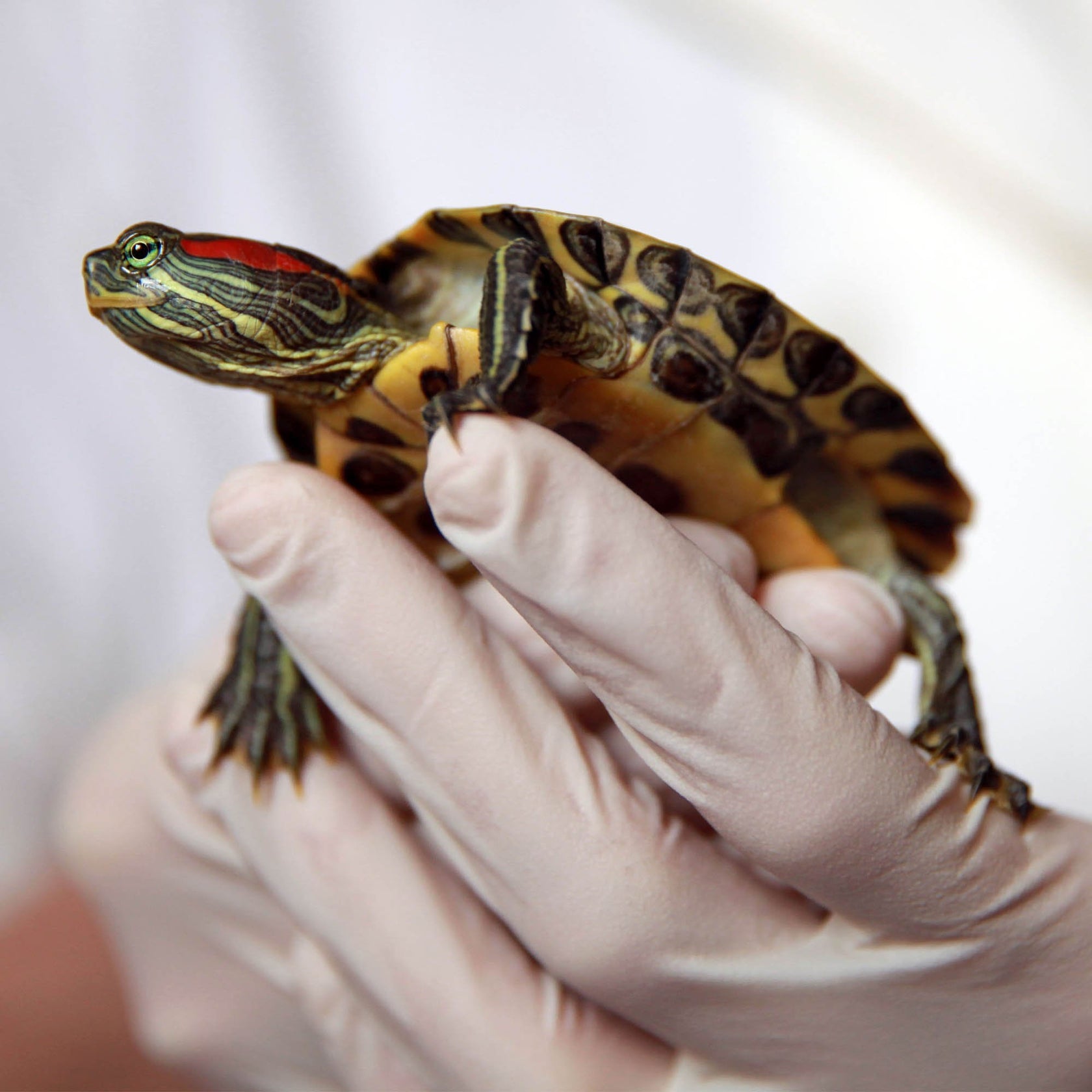 Help Rescued Turtles By Sending Supplies | GreaterGood