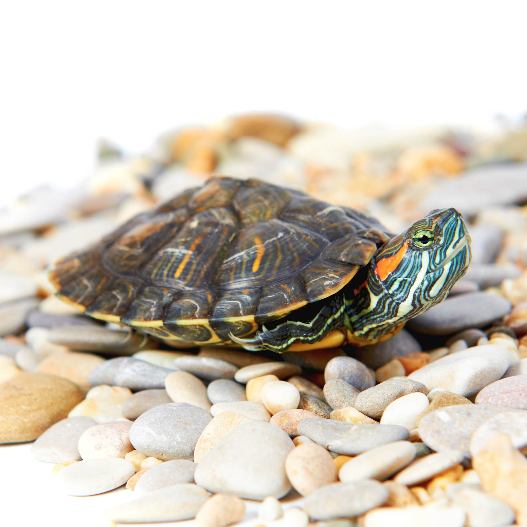 Help Rescued Turtles By Sending Supplies | GreaterGood