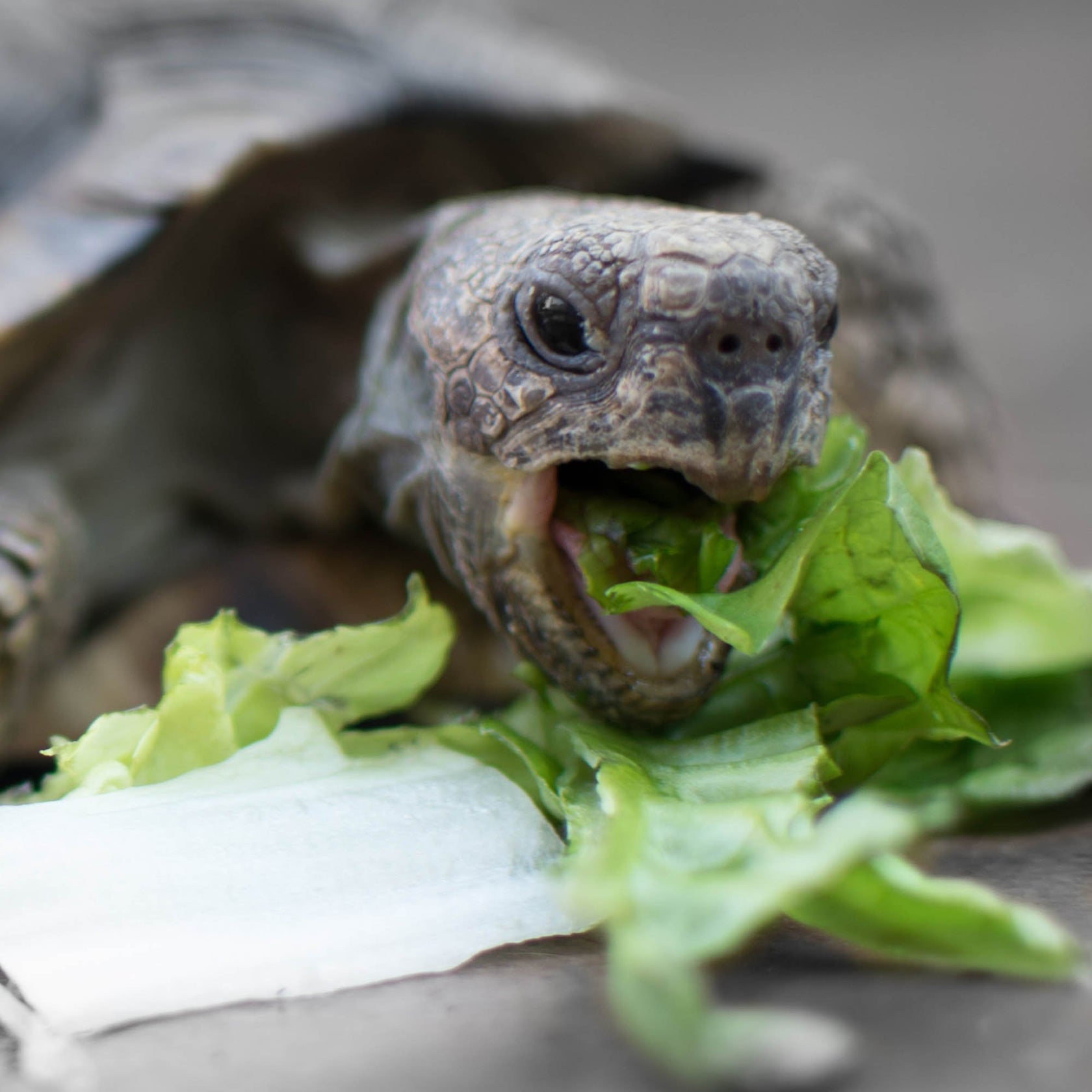 Help Rescued Turtles By Sending Supplies | GreaterGood