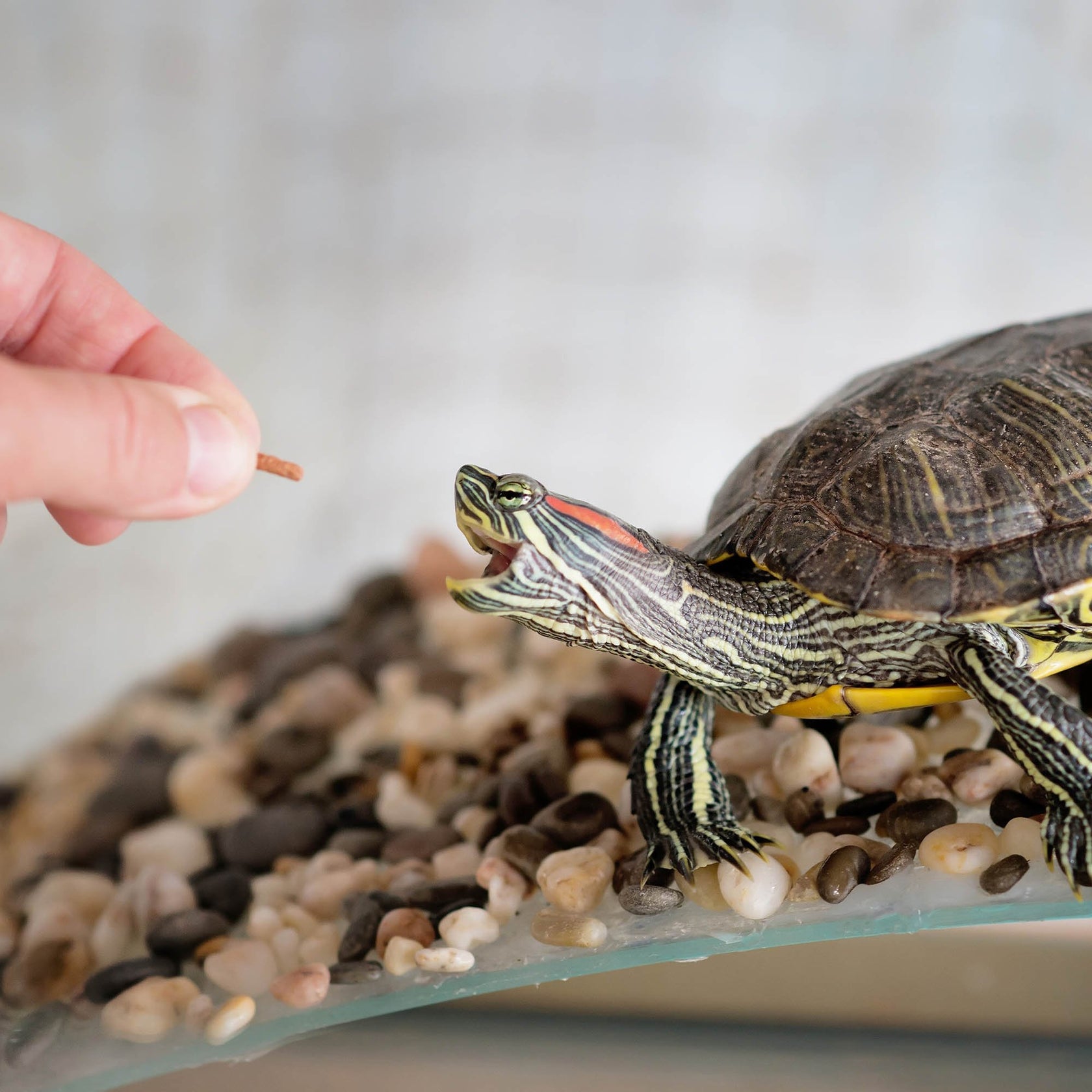 Help Rescued Turtles By Sending Supplies | GreaterGood