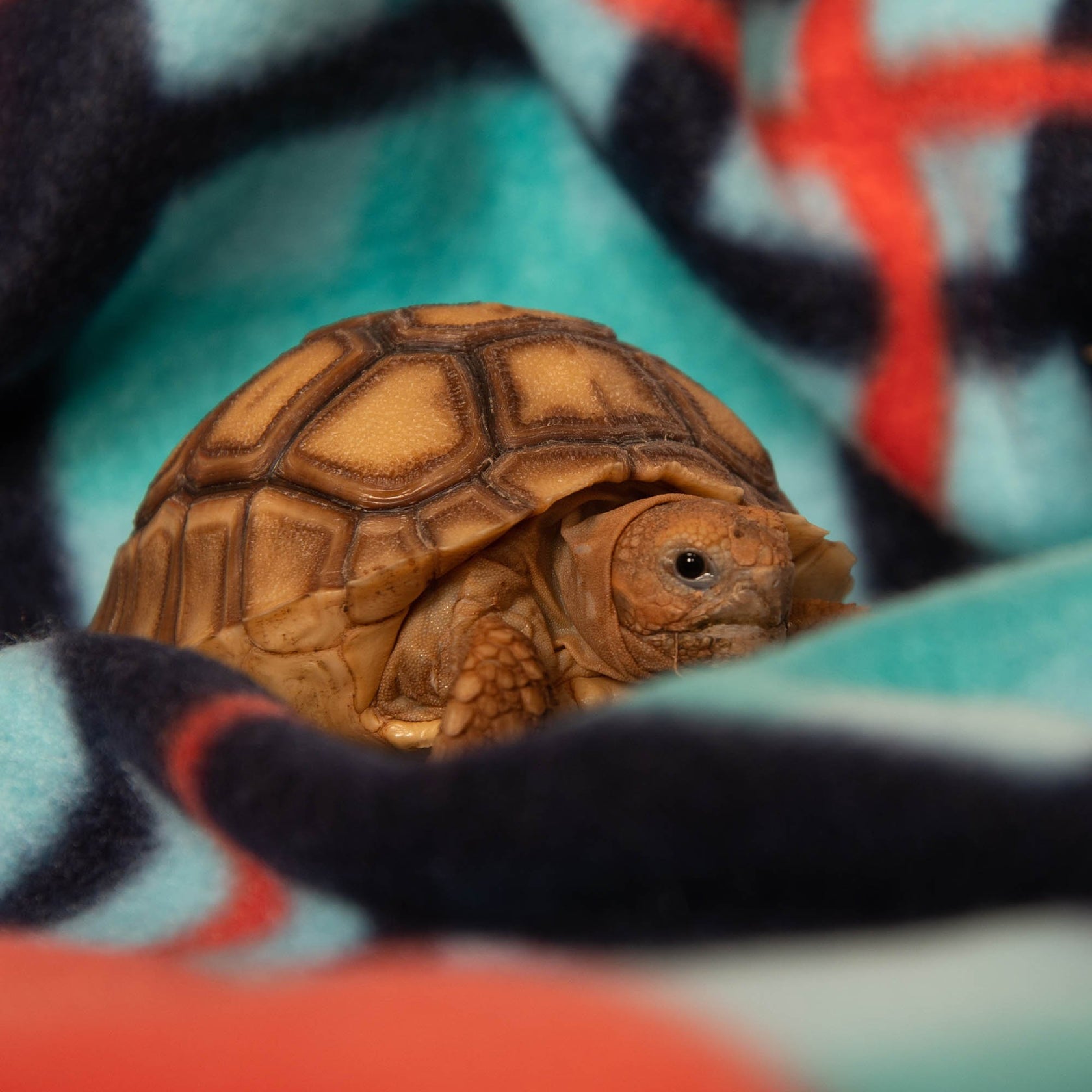 Help Rescued Turtles By Sending Supplies | GreaterGood