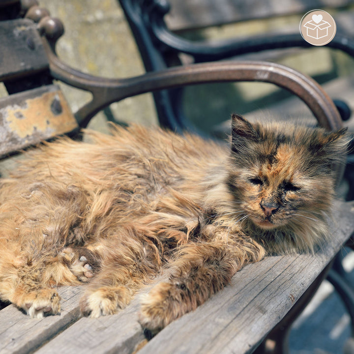 save-all-dogs-rescue-261 | GreaterGood