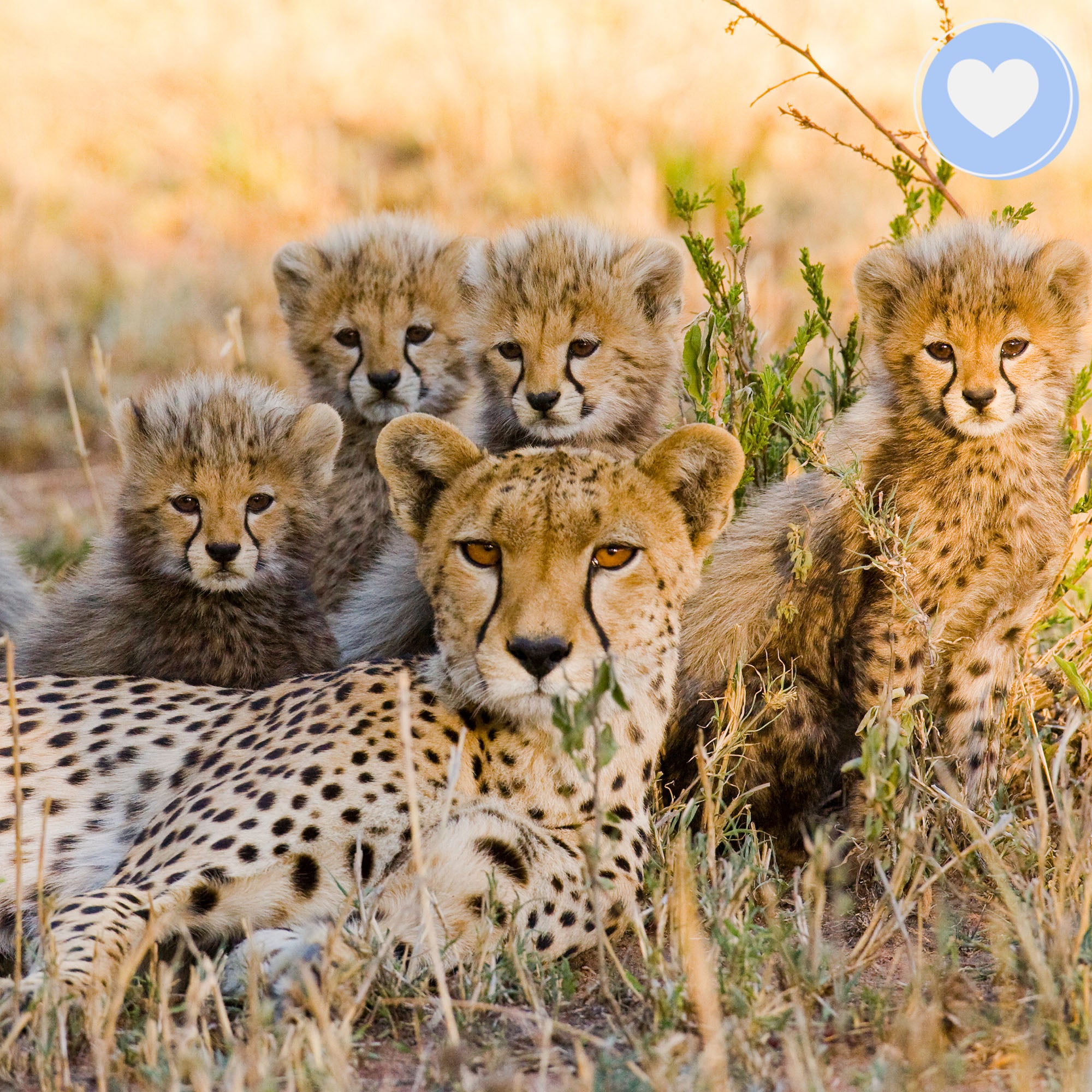 Project Peril: Help Save the Cheetah | GreaterGood