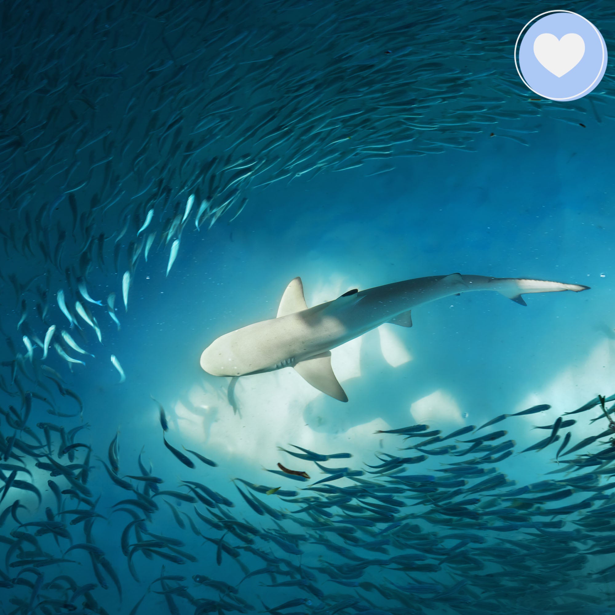 Project Peril: Help Save the Shark | GreaterGood