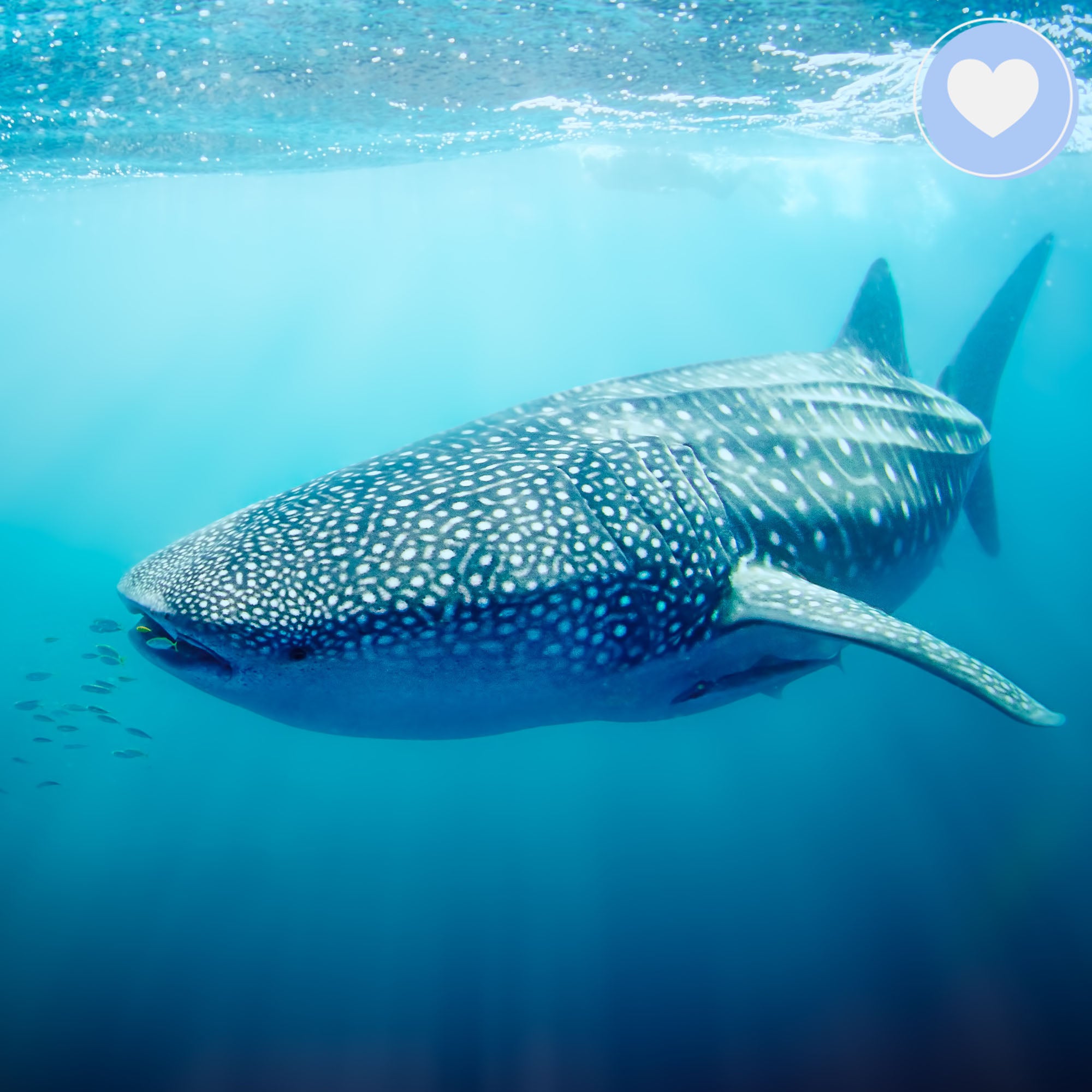 Project Peril: Help Save the Shark | GreaterGood