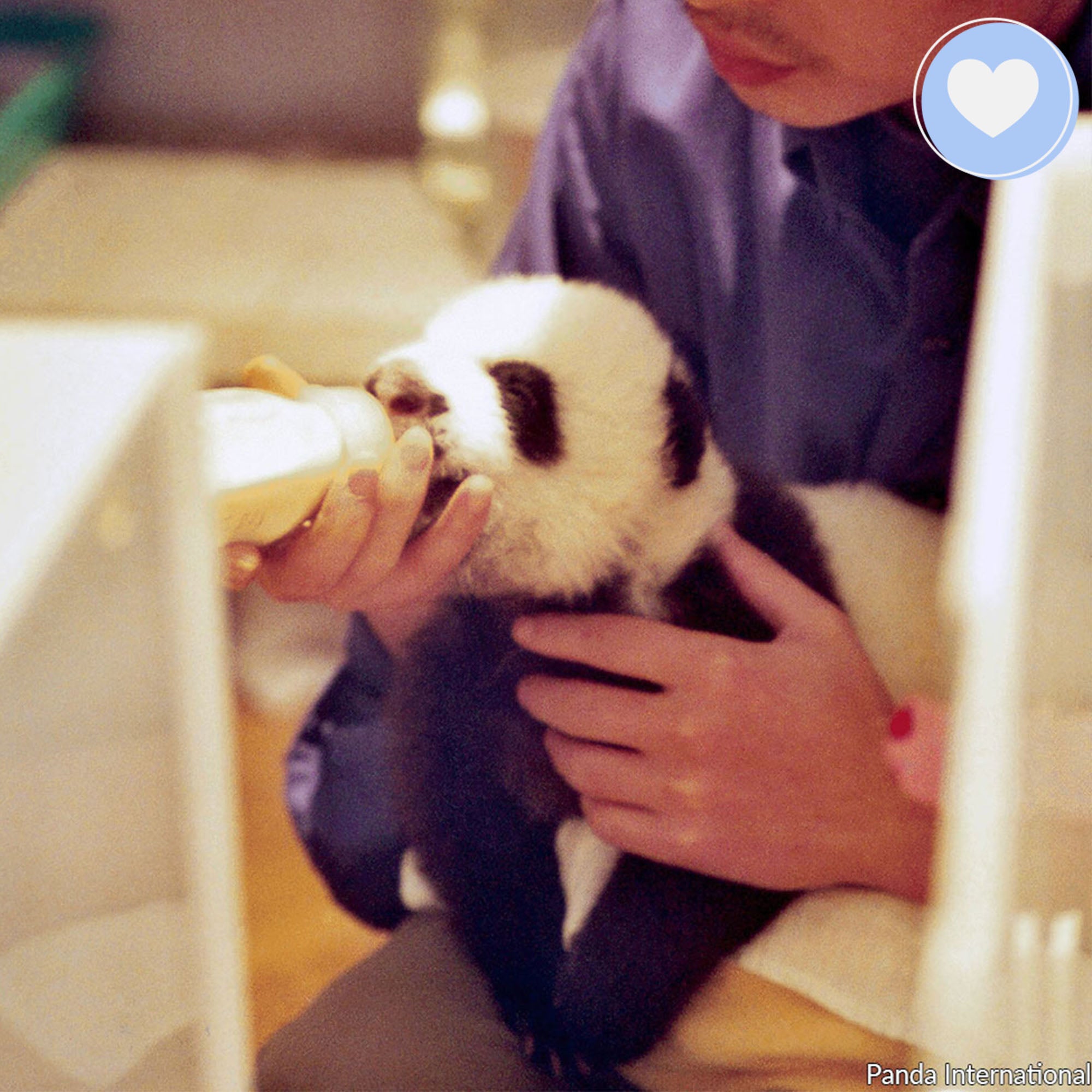 Project Peril: Feed Rejected Baby Pandas | GreaterGood