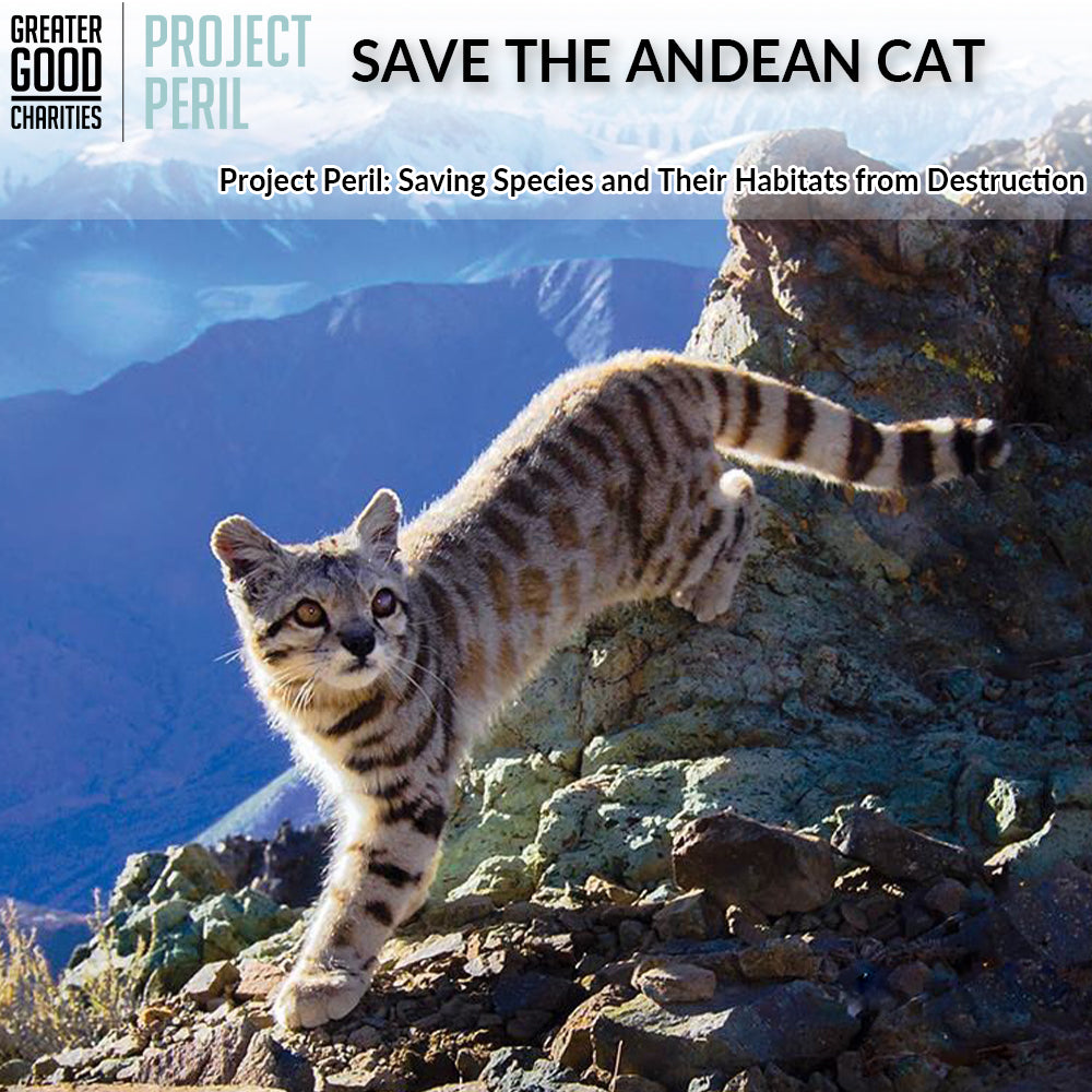 Caturdays for Cause: Help Save Big Cats | GreaterGood