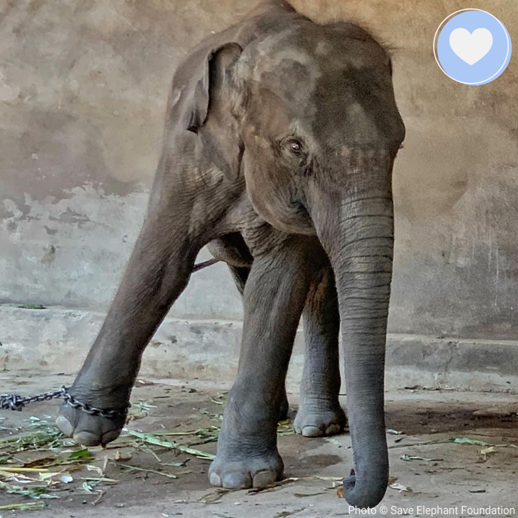 Project Peril: Save Elephants from Starvation | GreaterGood