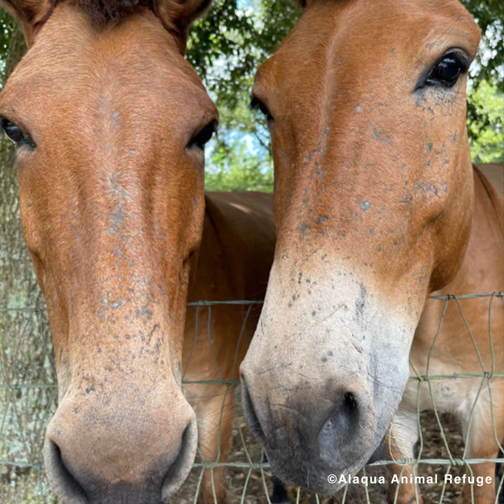 thomas-j-o-connor-animal-control-and-adoption-center | GreaterGood