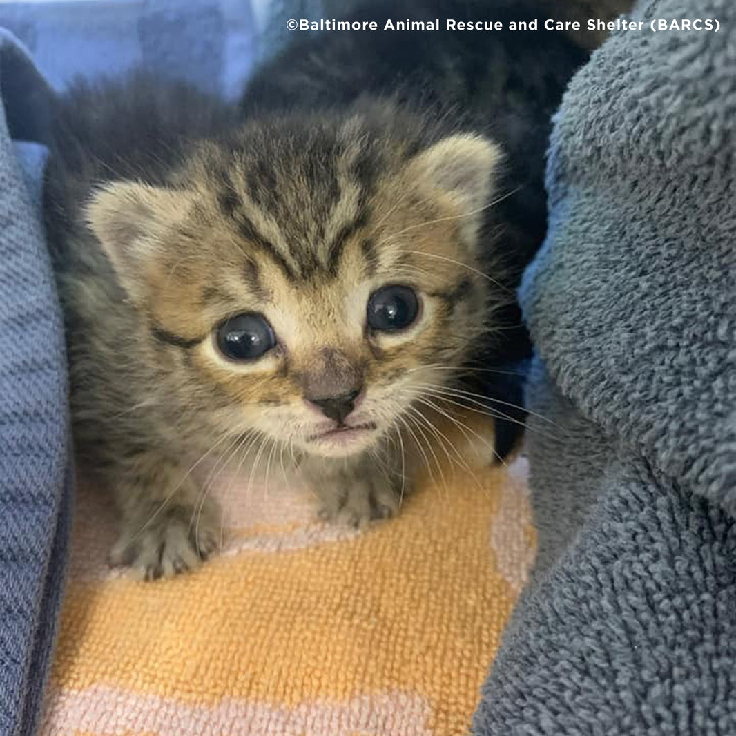 thomas-j-o-connor-animal-control-and-adoption-center | GreaterGood