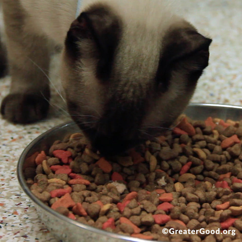 thomas-j-o-connor-animal-control-and-adoption-center | GreaterGood