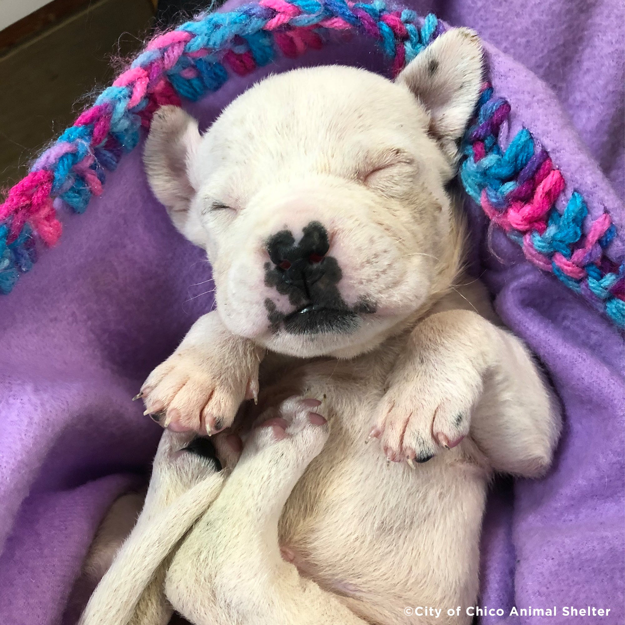 Send Much Needed Supplies To Dogs Every Month | GreaterGood